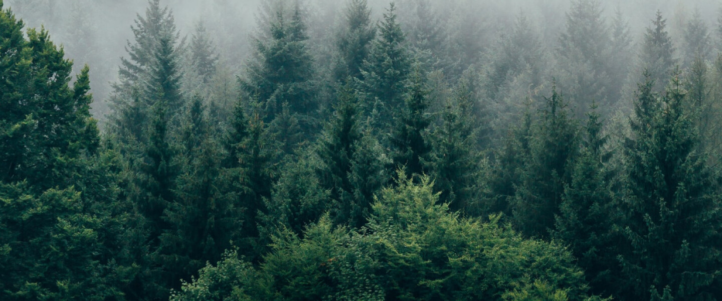 Using AI to secure a sustainable future for everyone | Sngular